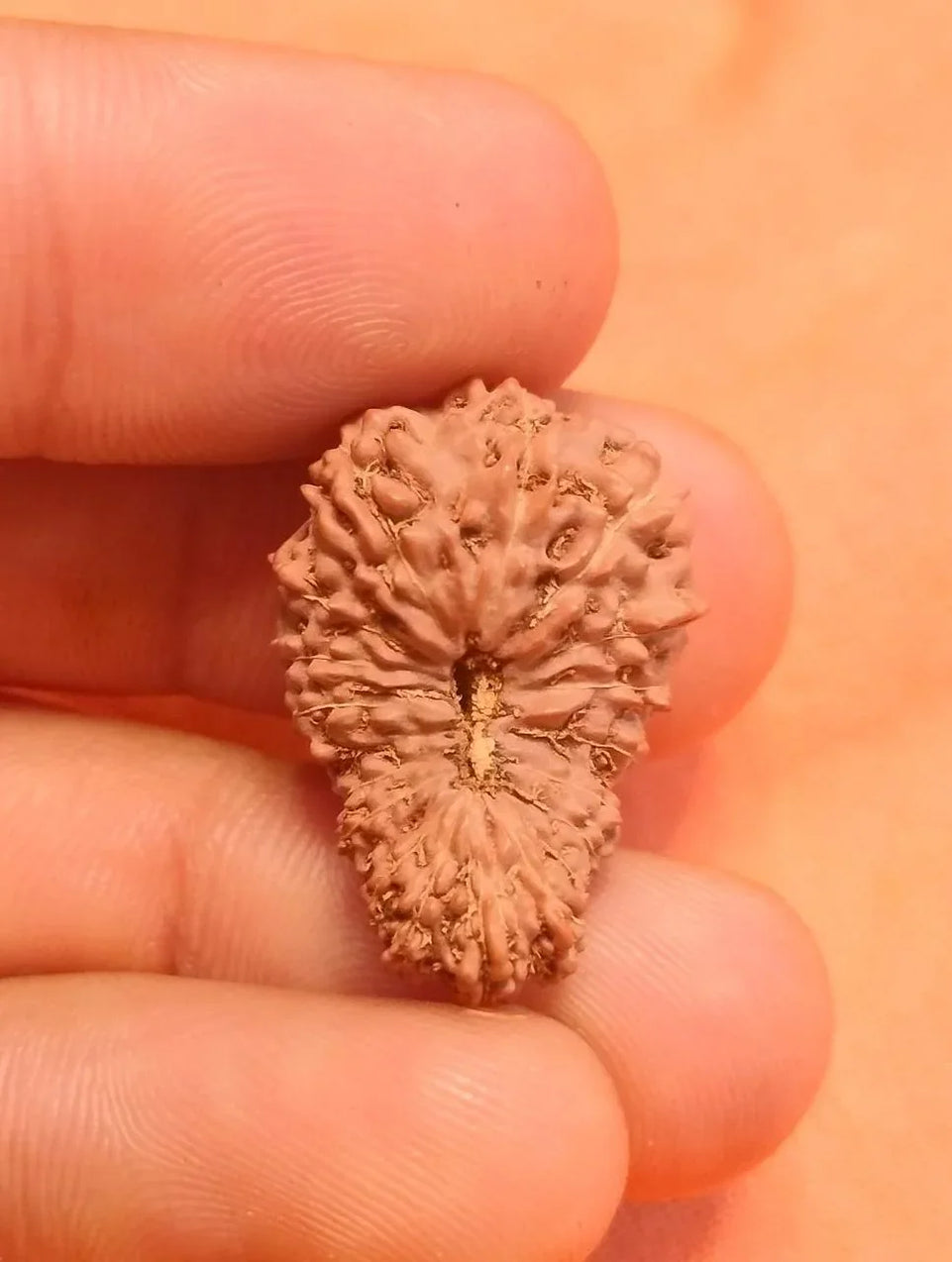 19 Mukhi Rudraksha Java: Lord Narayana's Blessing for Success ...