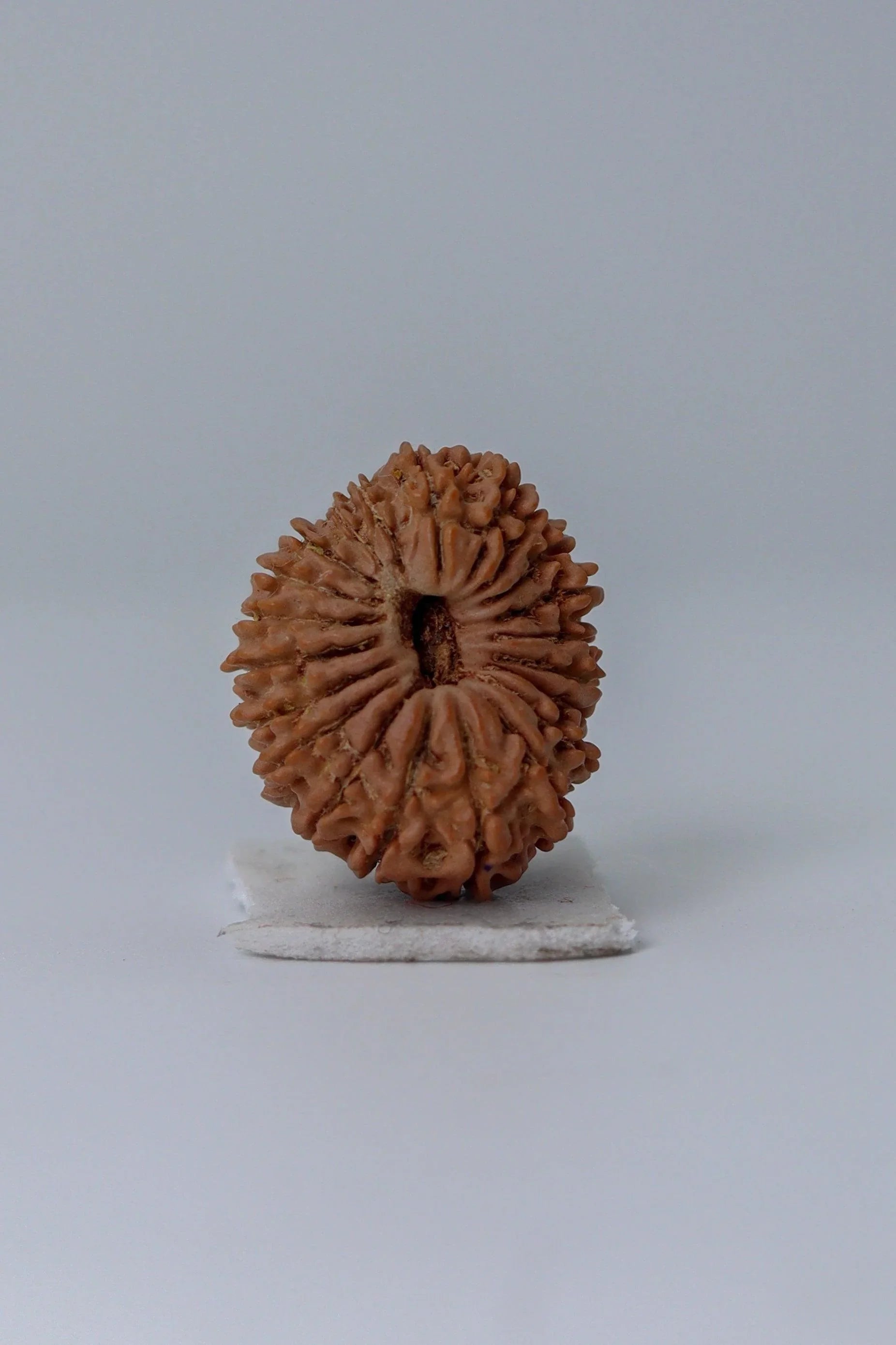 Attain Wealth with 21 Mukhi Rudraksha - Lord Kubera's Favor ...