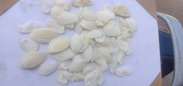 Shukra Mani Stone | Brahmatells — BrahmatellsStore